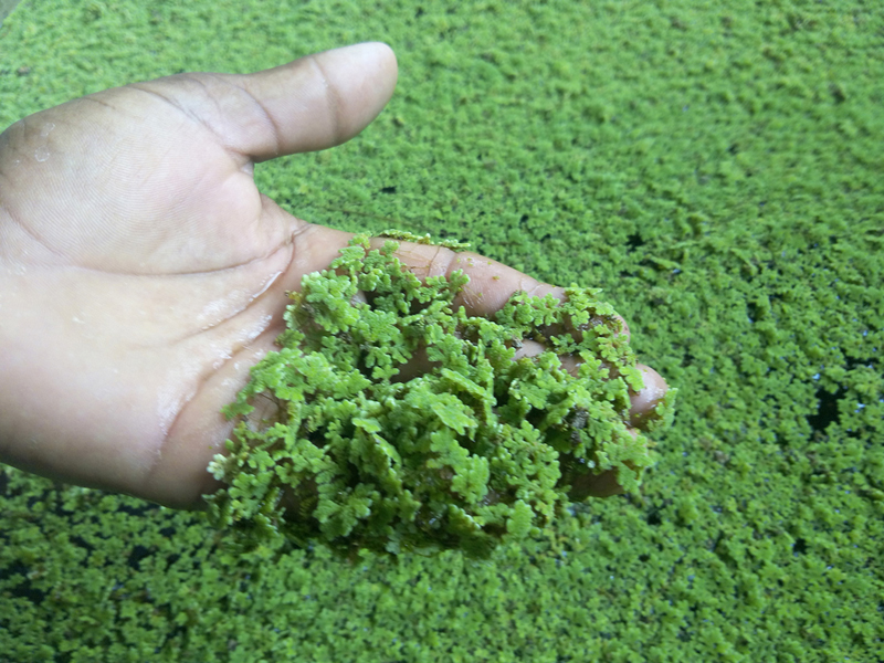 Azolla-revolutionizing-cattle-feed-in-desert – Urmul Store